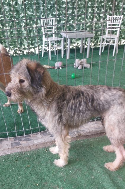 Vera in Rumänien, Tierheim ASPA | Tierschutzverein Europa